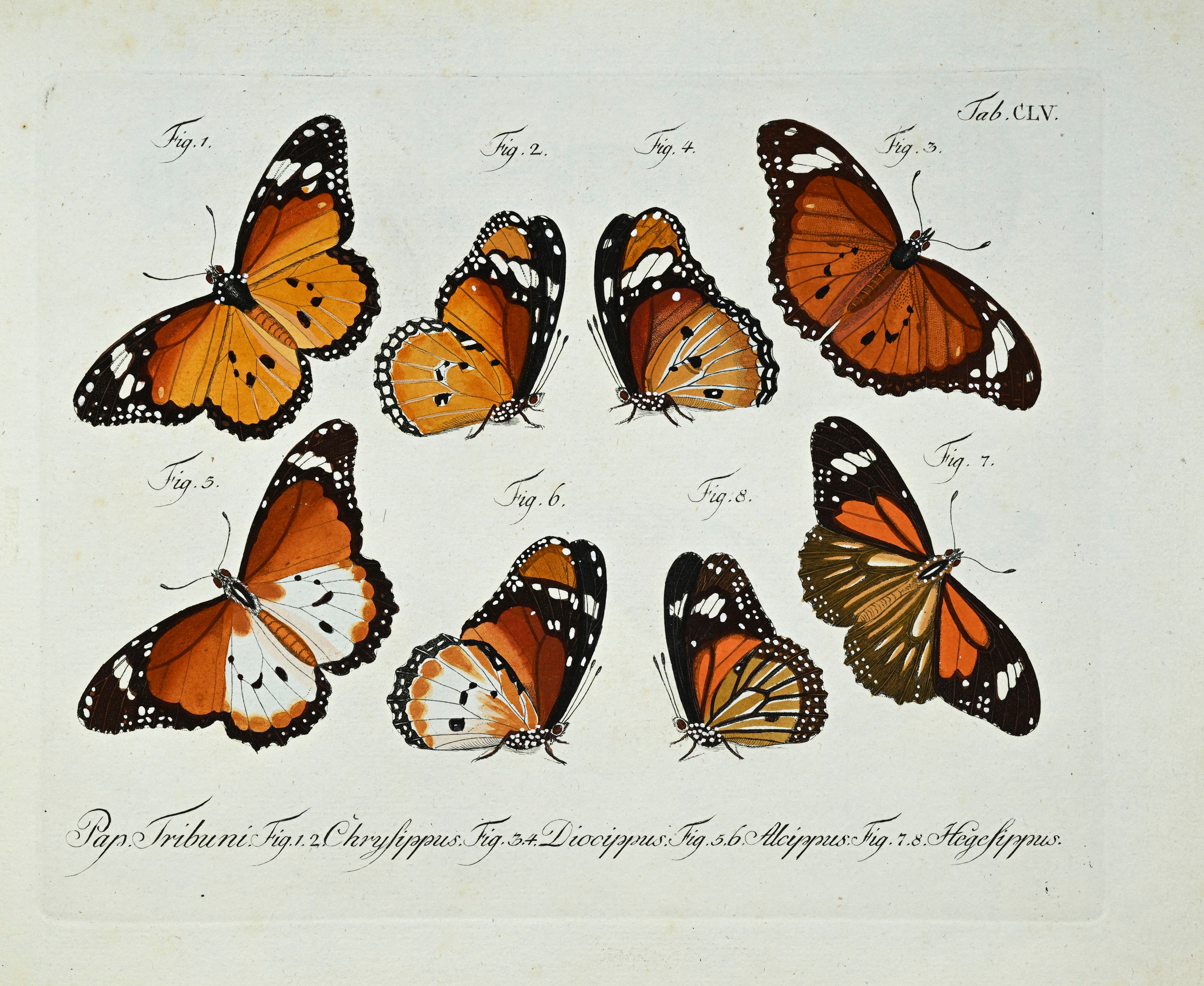 [JABLONSKY (Carl Gustav) - HERBST (Johann F. W.)].… | Piguet