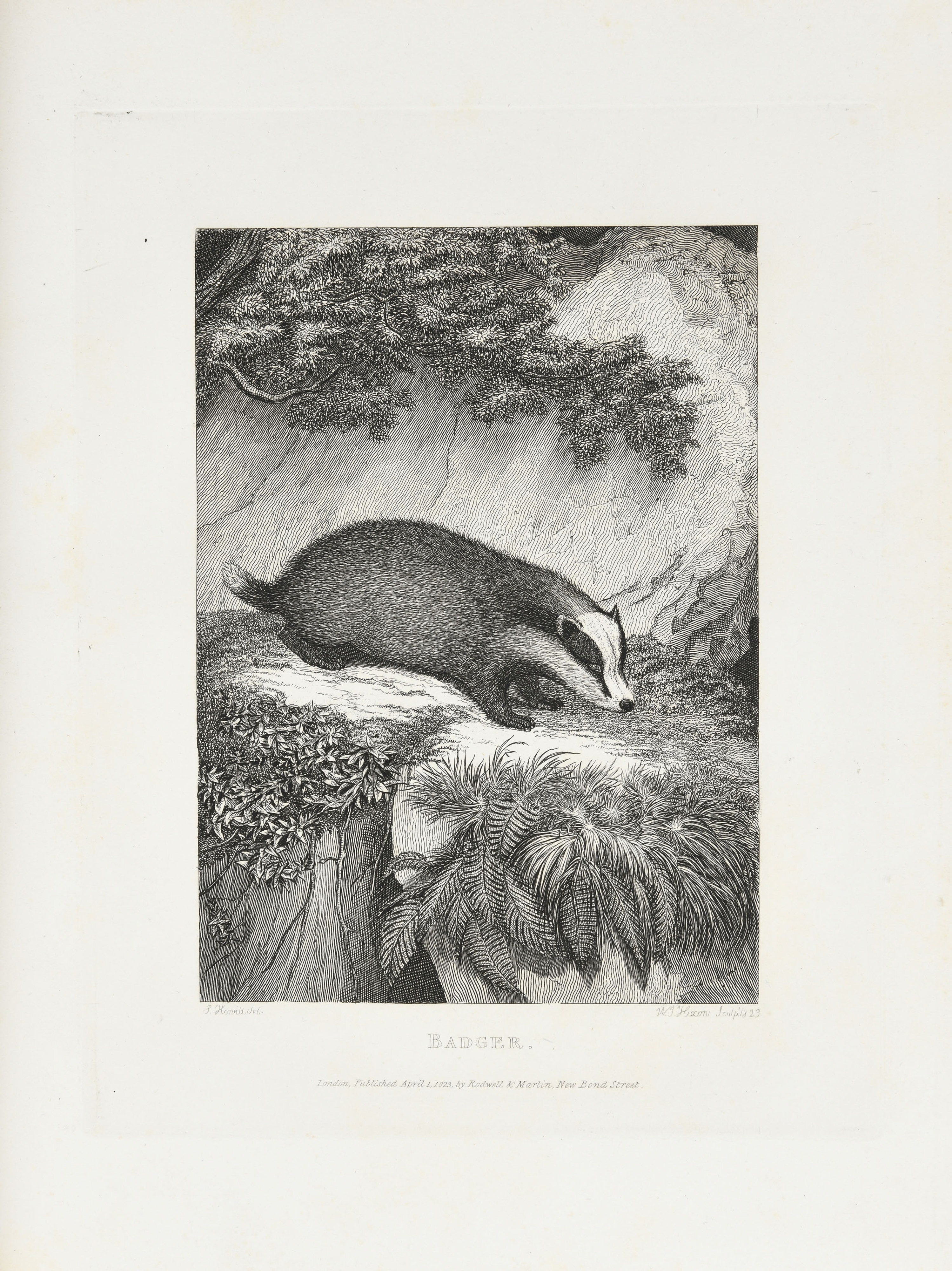 [FAUNE ET FLORE] HOWITT. British preserve. London,… | Piguet
